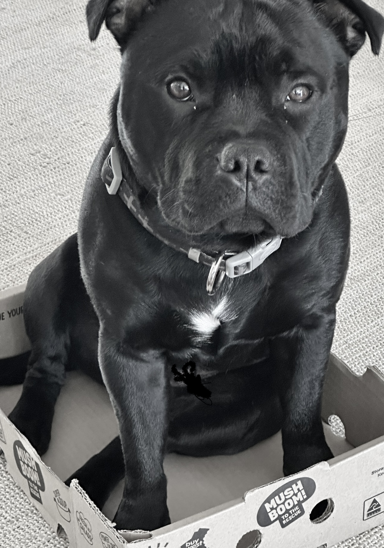 The Black Dog Project // About